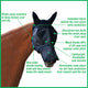 Absorbine Ultrashield Fly Mask With Removable Nose – GS Equestrian
