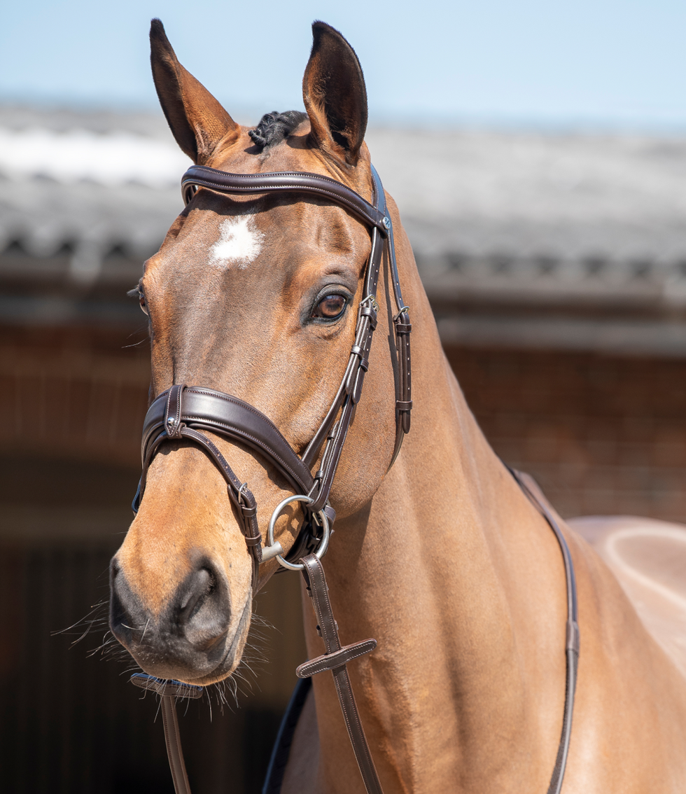 GS Equestrian | Horse Riding Equipment, Horse Riding Wear, Horse Tack