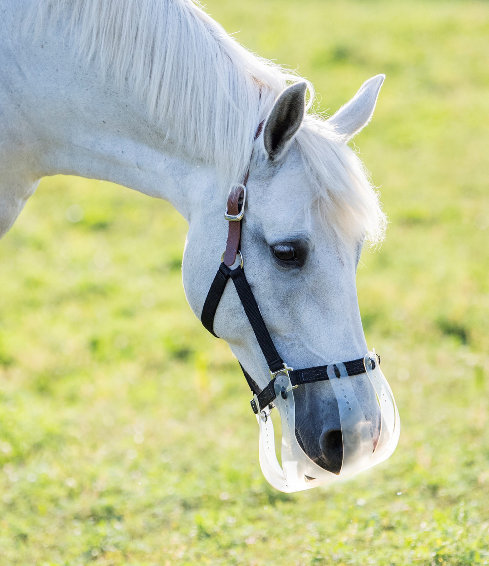 GS Equestrian | Horse Riding Equipment, Horse Riding Wear, Horse Tack