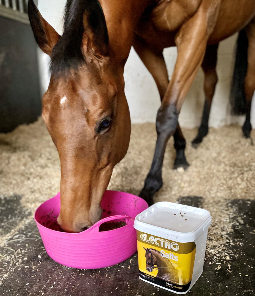 NAF – GS Equestrian