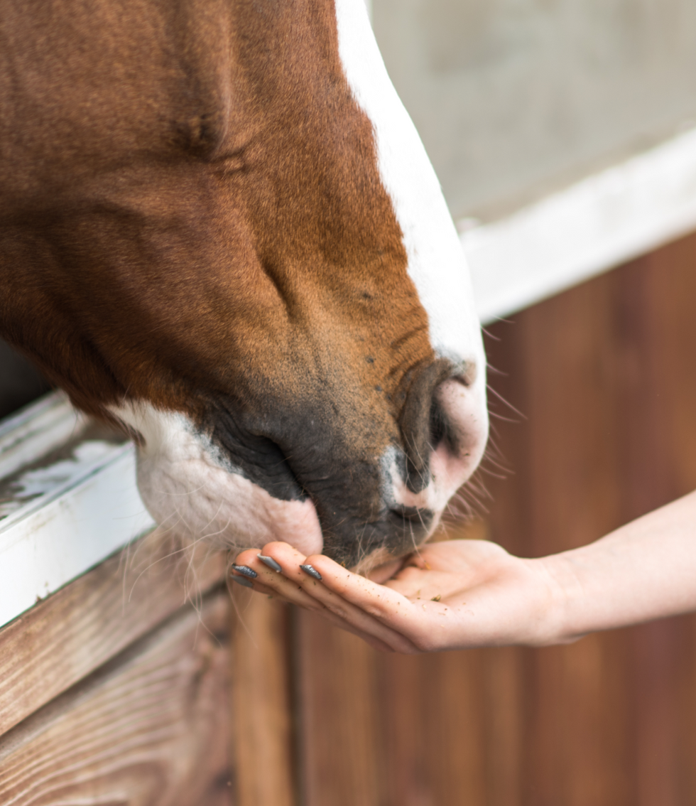 NAF – GS Equestrian