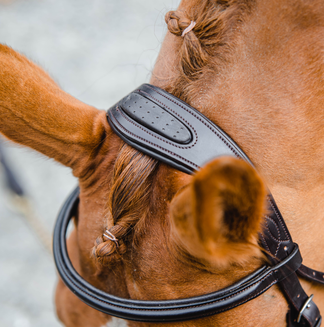 Mackey Legend Athena Headpiece – GS Equestrian