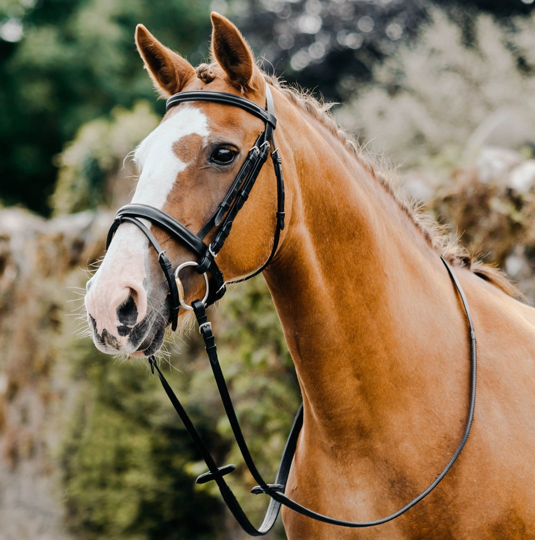 Mackey Classic Flash Bridle – GS Equestrian