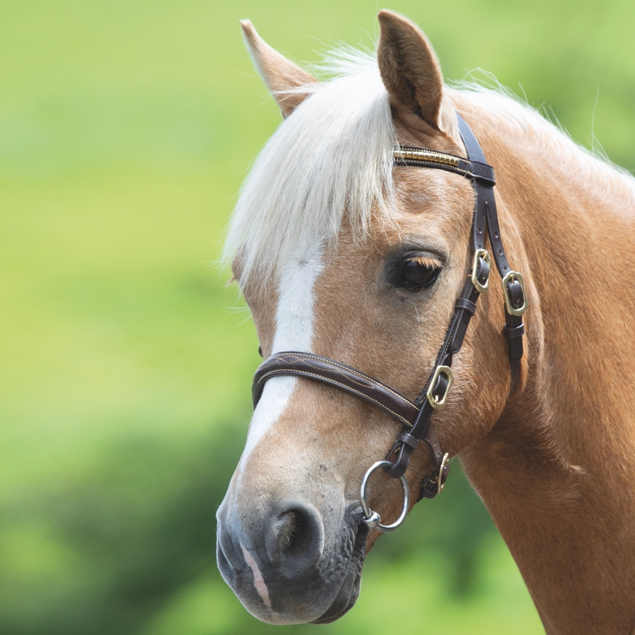 Shires Velociti GARA Clincher In-hand Bridle – GS Equestrian