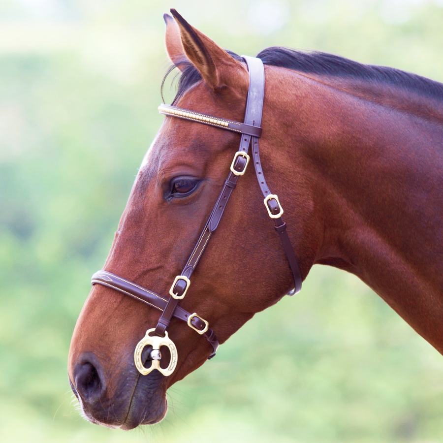 Shires Velociti GARA Clincher In-hand Bridle – GS Equestrian